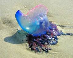 Aquatic Animals that Sting